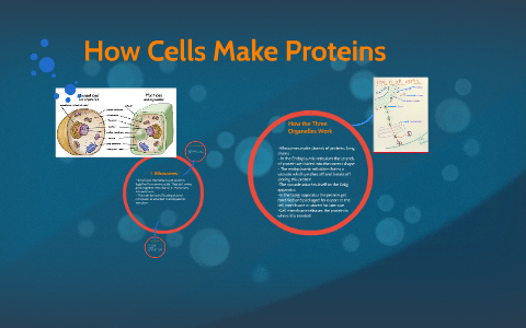 How Cells Make Proteins by Beatrice Mugo on Prezi