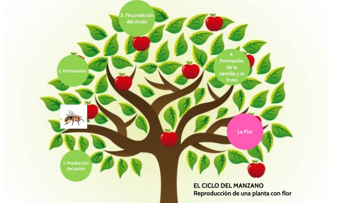 El ciclo del manzano by Milagros Morelli Gol on Prezi