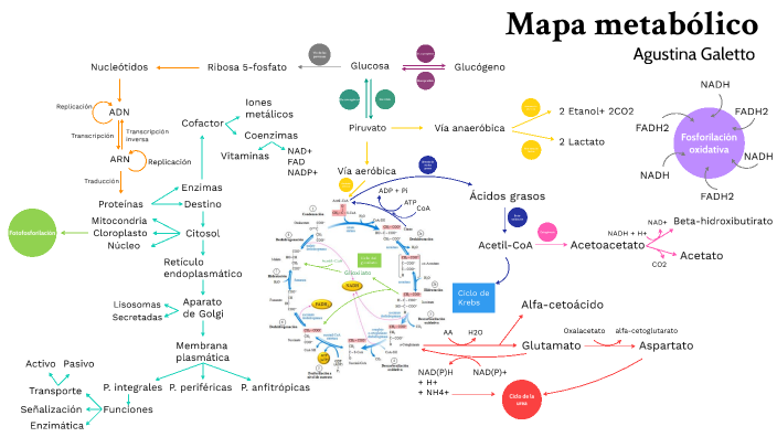 Mapa metabólico by AGUSTINA LUZ GALETTO on Prezi