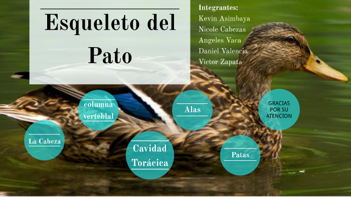 ESQUELETO DEL PATO by Victor Zapata on Prezi