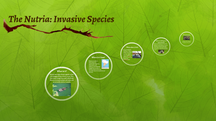 The Nutria: Invasive Species by Tasha Moritz on Prezi