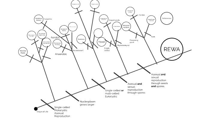 Summative Assessment: Tree of Life Part 2 by Anastasia Huffman on Prezi