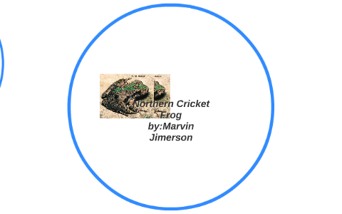 Northern Cricket Frog by Marvin Jimerson on Prezi