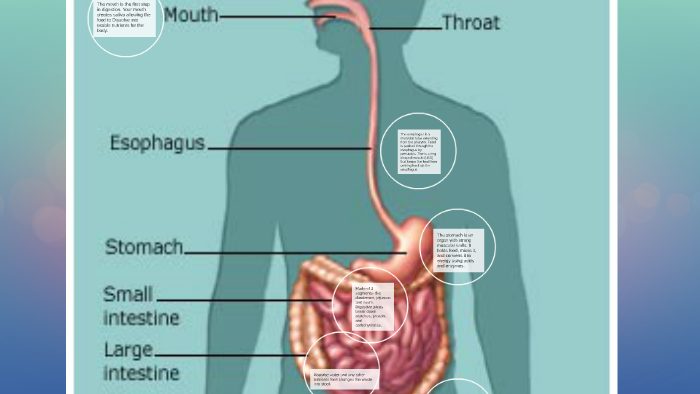 Digestive System Road Map by Natasha Holland