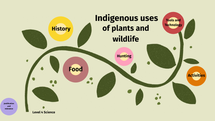 Indigenous uses of plants and wildlife by Lucy Volard on Prezi