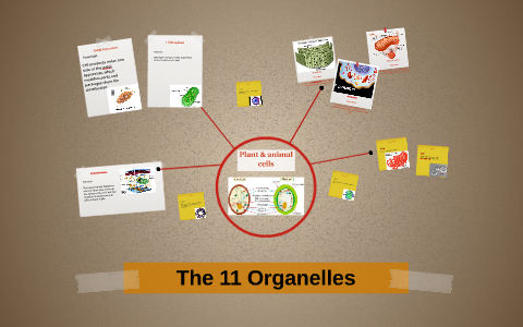 The 11 Organelles by Jashawn Johnson on Prezi