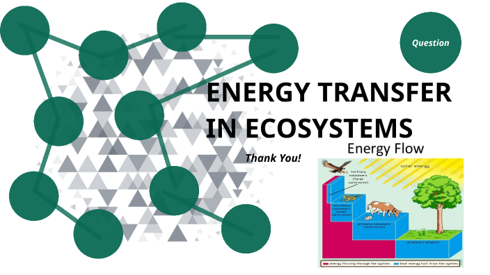 ENERGY TRANSFER IN ECOSYSTEM by ebony arias on Prezi