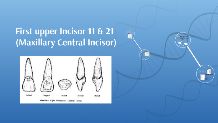 First upper Incisor 11 & 21 by Chris C on Prezi