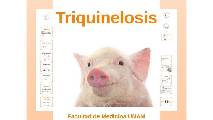 Triquinelosis by Carolina García Rivera on Prezi