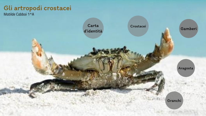 Gli artropodi crostacei by michela cabboi on Prezi