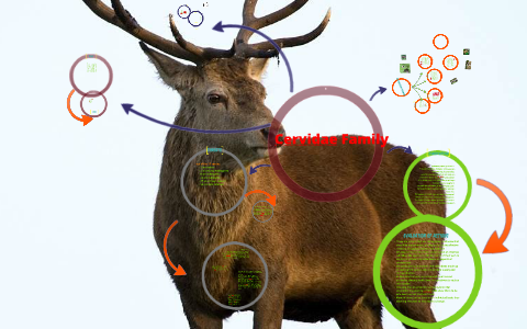 Cervidae Family by A K on Prezi
