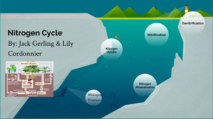 Nitrogen Cycle by JACK GERLING on Prezi