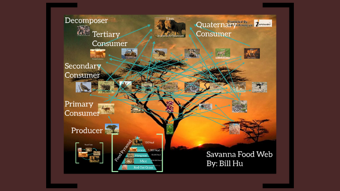Savanna Food Web by Bill Hu on Prezi