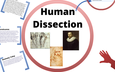 Human Dissection in the Renaissance by Mauricio de Barros on Prezi