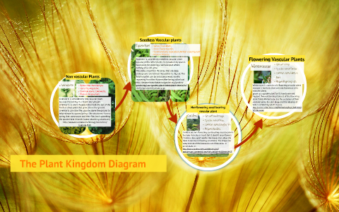 The Plant Kingdom Diagram by Diana Calderon on Prezi