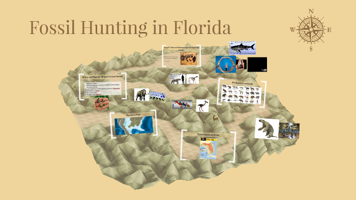 Prehistoric Florida by Zoo Teachers on Prezi