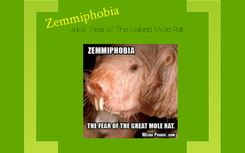 The Terrifying Great Mole Rat!! by Hayle Johnson on Prezi