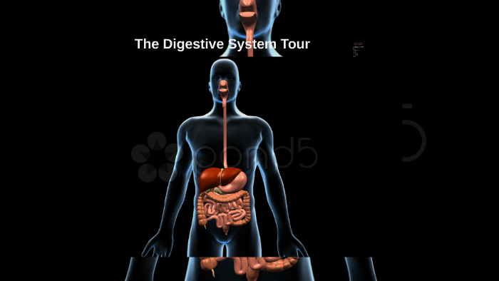 The Digestive System Tour by Danielle Smith on Prezi