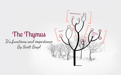 The Important Thymus by Scott Boyd on Prezi