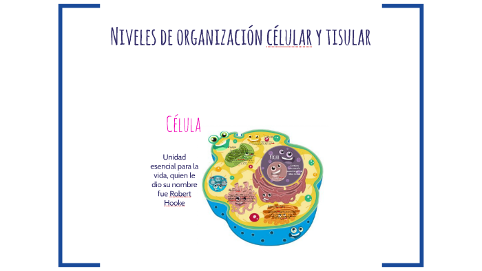 Niveles de organización celular y tisular by Miriam Orozco on Prezi