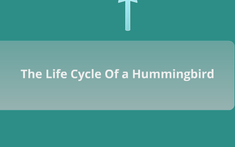 Life Cycle of a Hummingbird by Melissa Hart on Prezi
