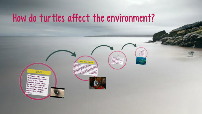 How do turtles affect the environment? by Molly RantanenRustad on Prezi