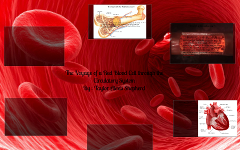 The Voyage of a Red Blood Cell through the Circulatory Syste by Taylor ...