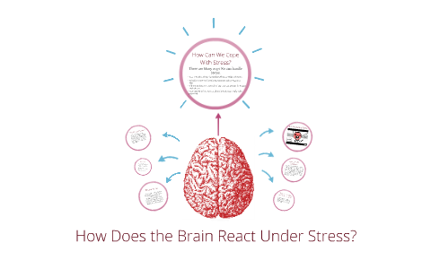 How Does the Brain React Under Stress by Risa Cohen on Prezi