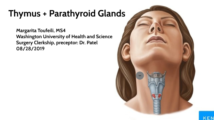Thymus, Parathyroid Glands by Margo toufeili on Prezi