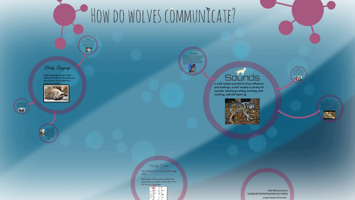 How do wolves communicate? by Charlotte Rathgeber on Prezi