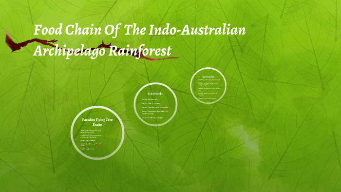 Food Chain Of The Indo-Australian Archipelago Rainforest by Josiah ...