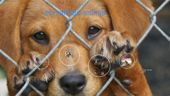 el maltrato animal by stiven montes on Prezi