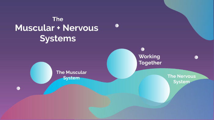 The Muscular and Nervous Systems by Hanna Kalayjian on Prezi