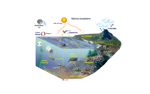 Ecosystem Card Sort by Summer Roland on Prezi
