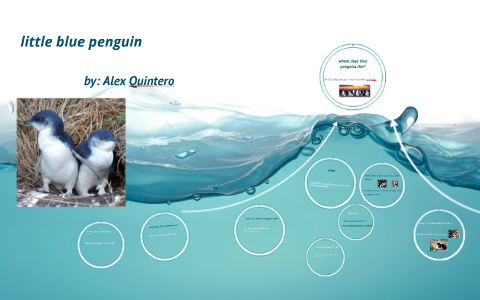 what do blue penguins eat by Alex Quintero on Prezi