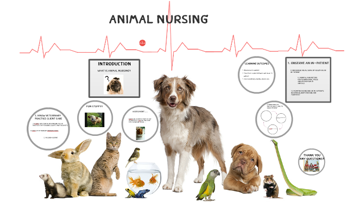 Introduction to Animal Nursing by Louise Davey on Prezi