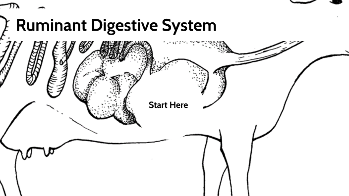 Ruminant Digestive System by Benjamin Osborne on Prezi