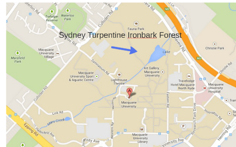 Sydney Turpentine Ironbark Forest by catherine ta on Prezi