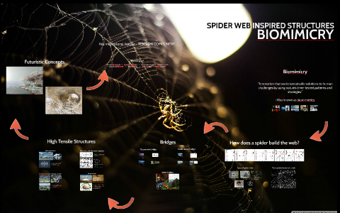 SPIDER WEB INSPIRED STRUCTURES by Ranishka Aluthgamage on Prezi