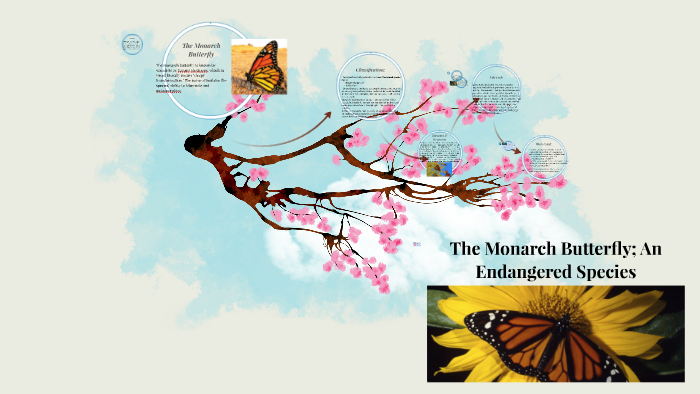 The Monarch Butterfly; An Endangered Species by Isabella Gopin on Prezi