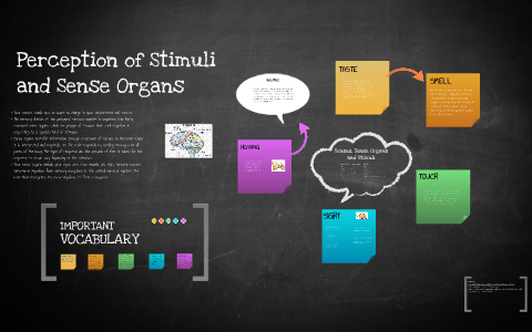 Perception of Stimuli and Sense Organs by Patricia Silva on Prezi