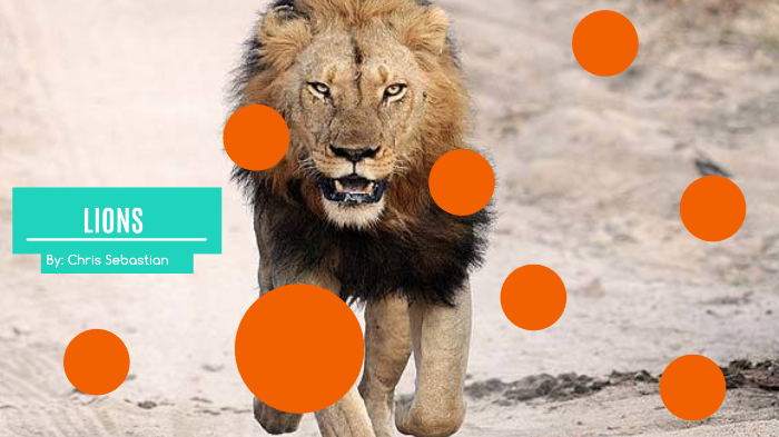Lion Science Project by chris sebastian on Prezi