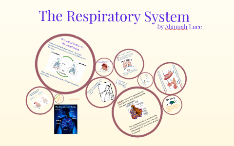 The Respiratory System for CNA Class by Alannah Luce on Prezi