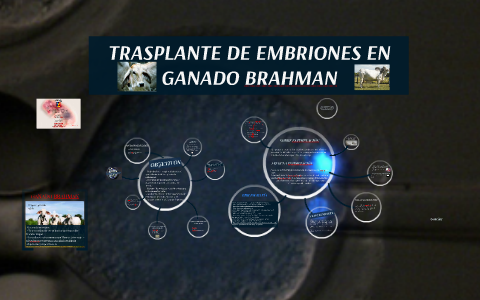 TRANSPLANTE DE EMBRIONES EN GANADO BRAHAM by Ines Katherine Guevara ...