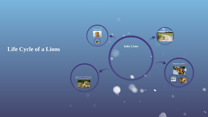 Life Cycle of a Lions by Caroline Rogers on Prezi
