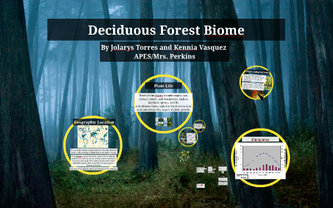 Deciduous Forest Biome by Jolarys Torres on Prezi