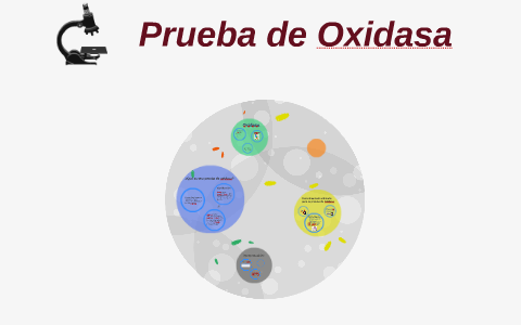 prueba de oxidasa by on Prezi