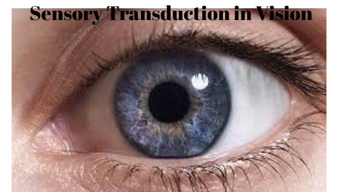 Sensory Transduction in Vision by Maggie Bruns on Prezi