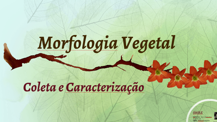 Morfologia Vegetal by Sâmara Menezes Porto on Prezi