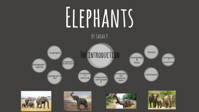 Elephant information report by sarah yamada on Prezi